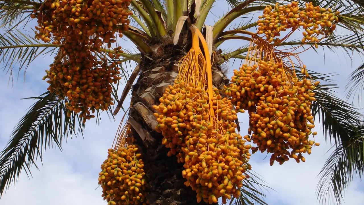 How to Grow Dates | A Guide to Cultivating Date Palms | 11 Expert Advice