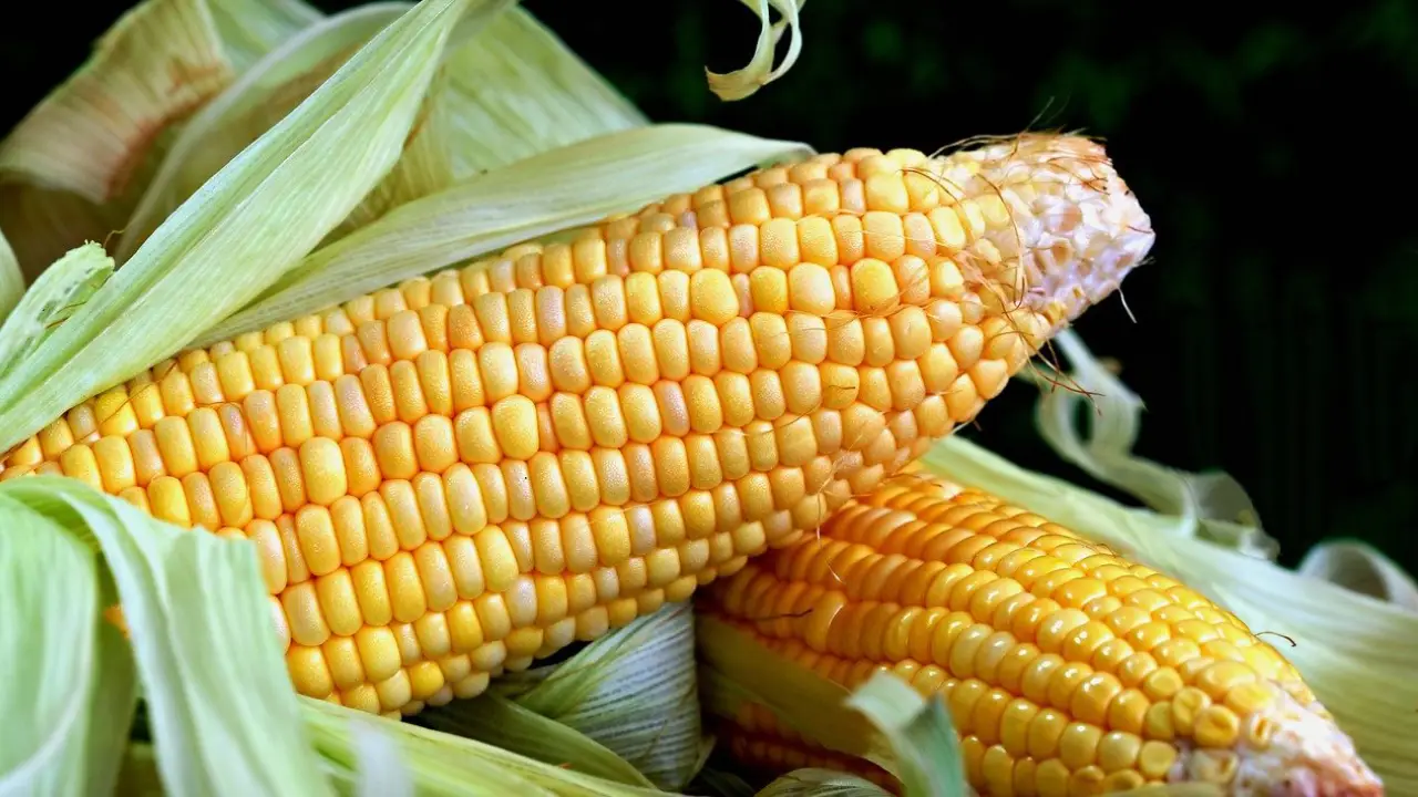 How to Grow Corn | A Step-by-Step Guide for Beginners | 11 Expert Advice