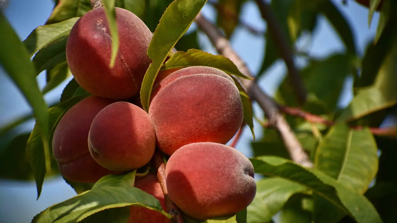 How to Grow a Peach Tree from Seed : A Step-By-Step Guide Passionate ...