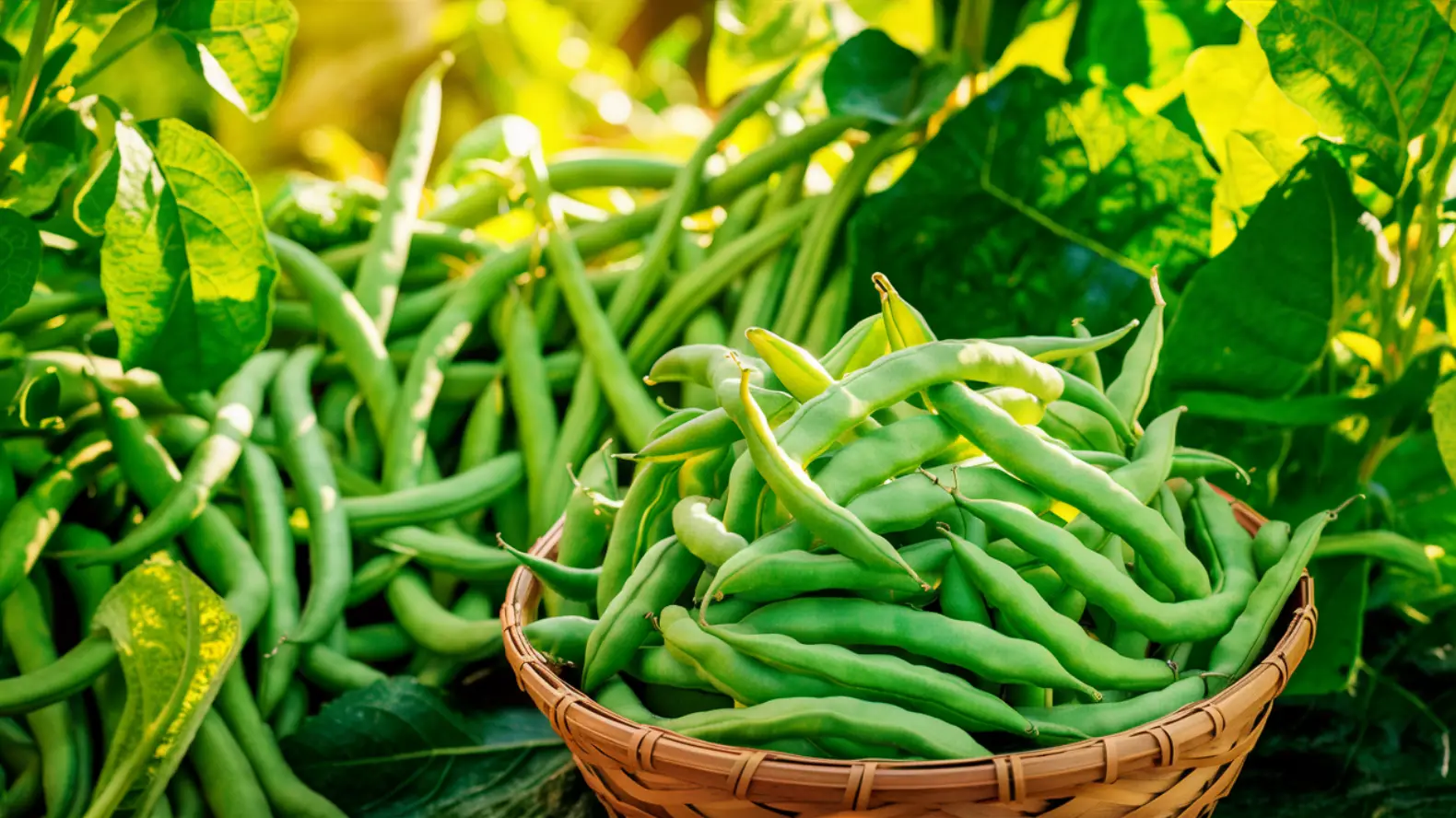 How to Grow Green Beans | A Step-by-Step Guide for Beginners | 11 ...